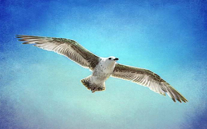 Fly, Baby Bird, Fly | Penning the Wonderlife